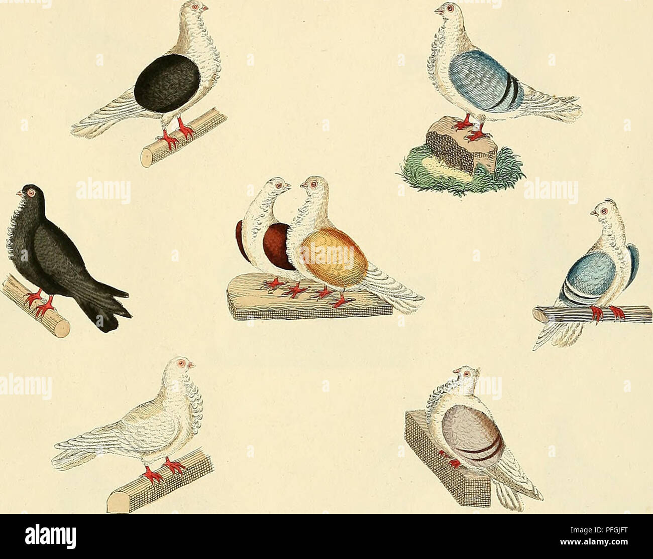 This work focuses on pigeon breeding, offering comprehensive guidance ...