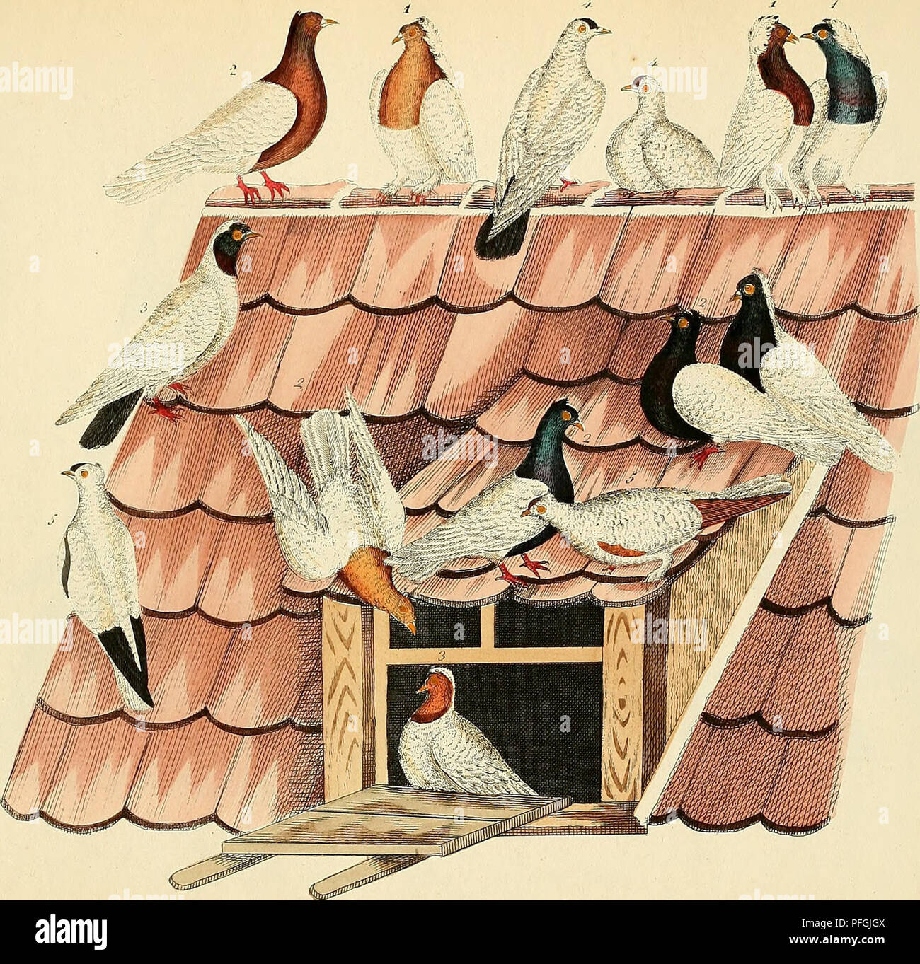This work on pigeon breeding, written by Gottlob Neumeister, explores ...