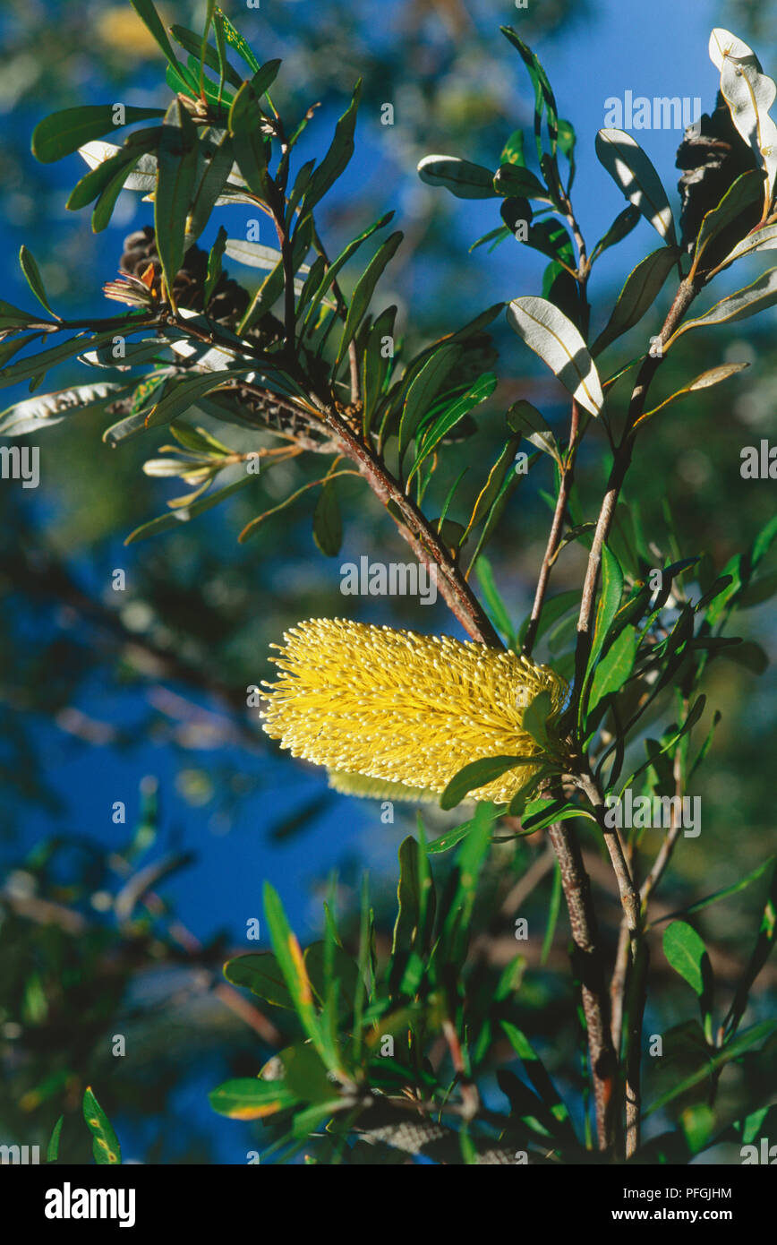 Australia, Sydney, Banksia tree on North Head Stock Photo - Alamy