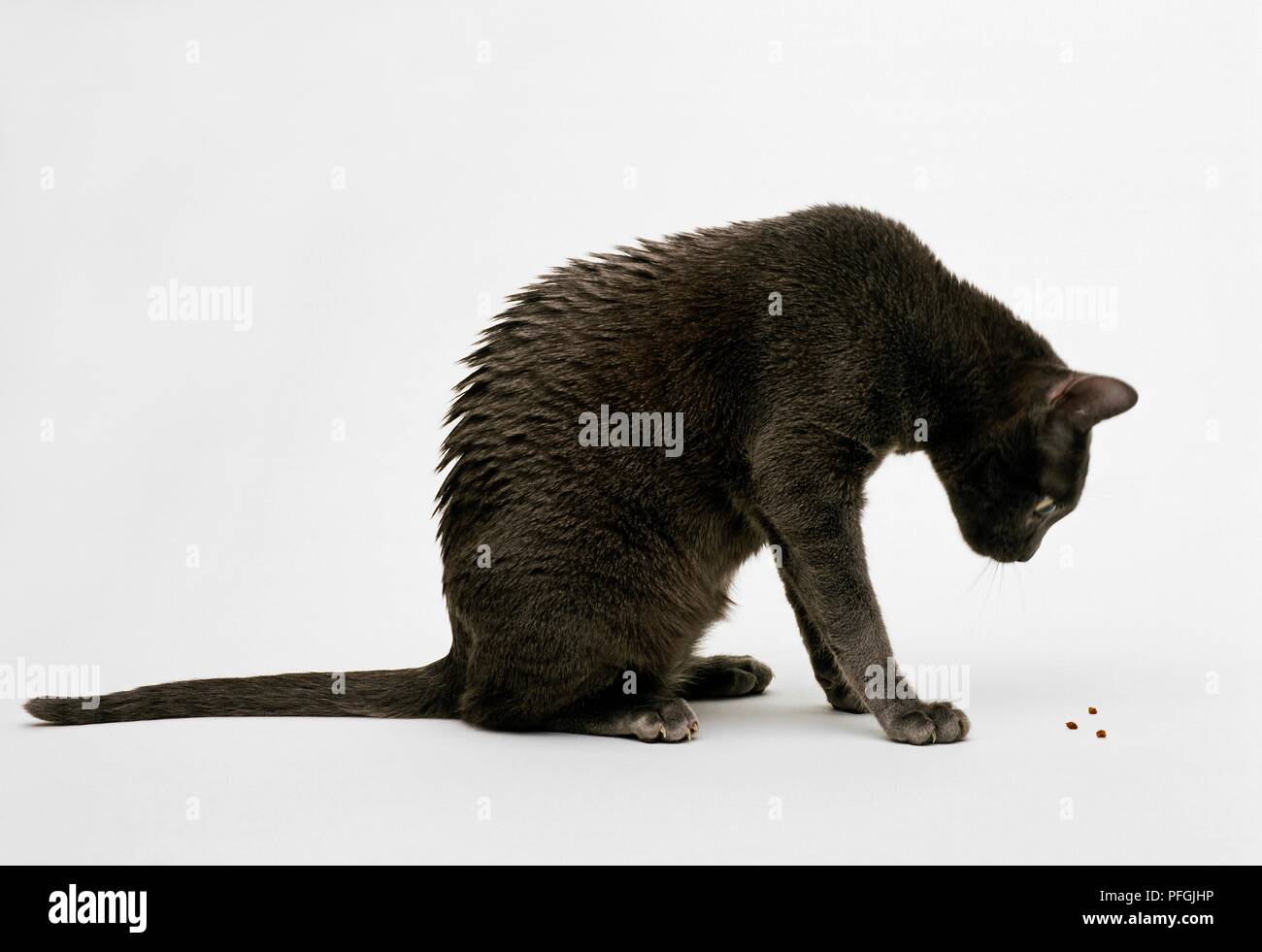 Seated Korat cat bending over staring at some grains, side view Stock ...
