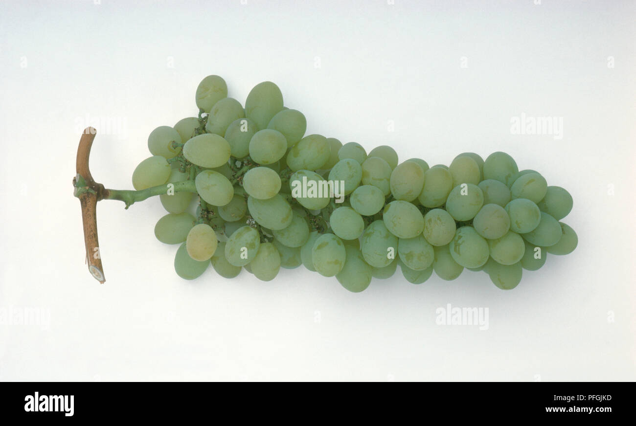 Muscat of alexandria grapes hi-res stock photography and images - Alamy