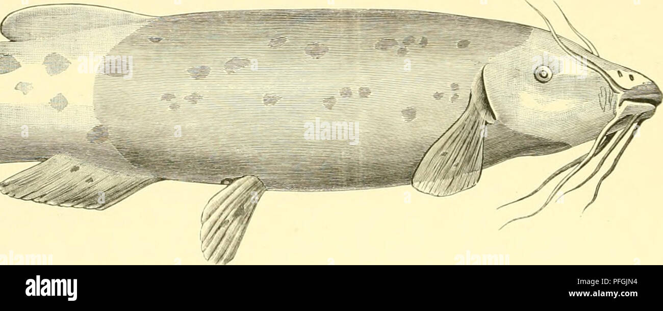 This image is part of an anatomical study on the electric organ of the ...