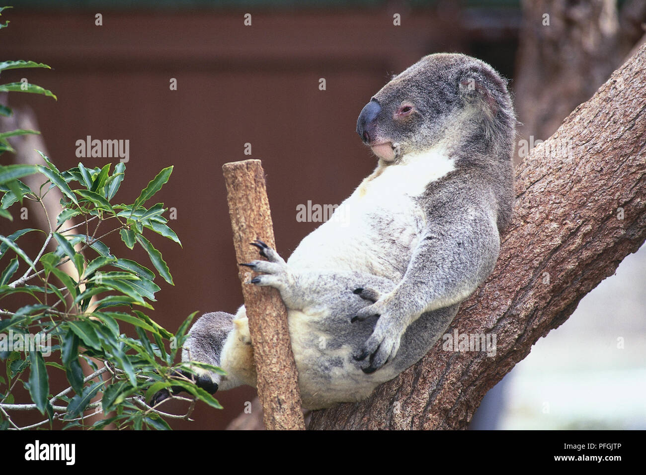 Australia, Sydney, Phascolarctos cinereus, family Phascolarctidae ...