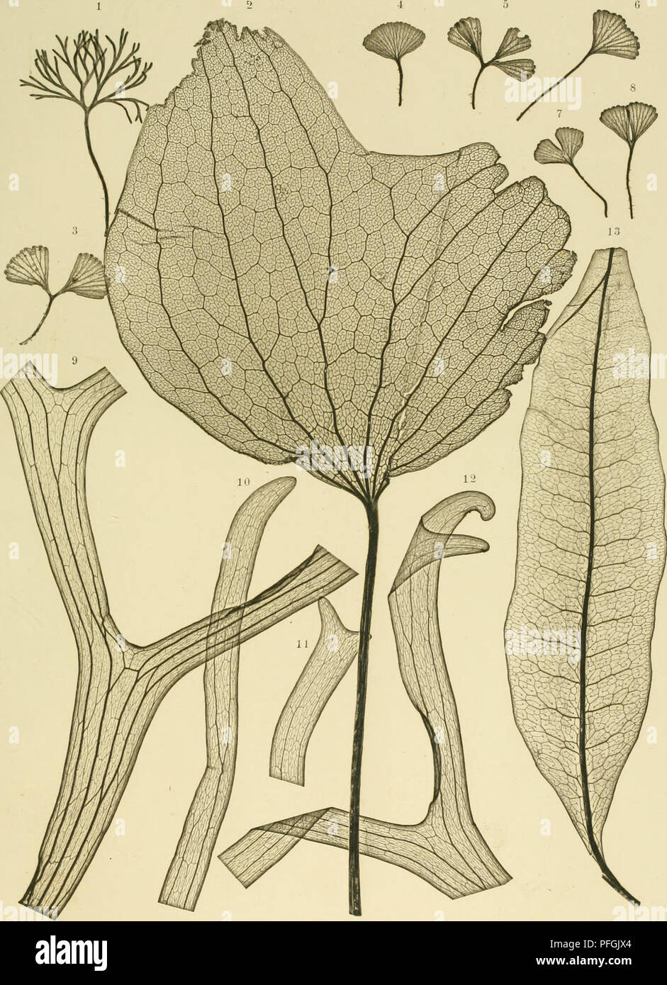 This mathematical and natural science journal includes a contribution ...