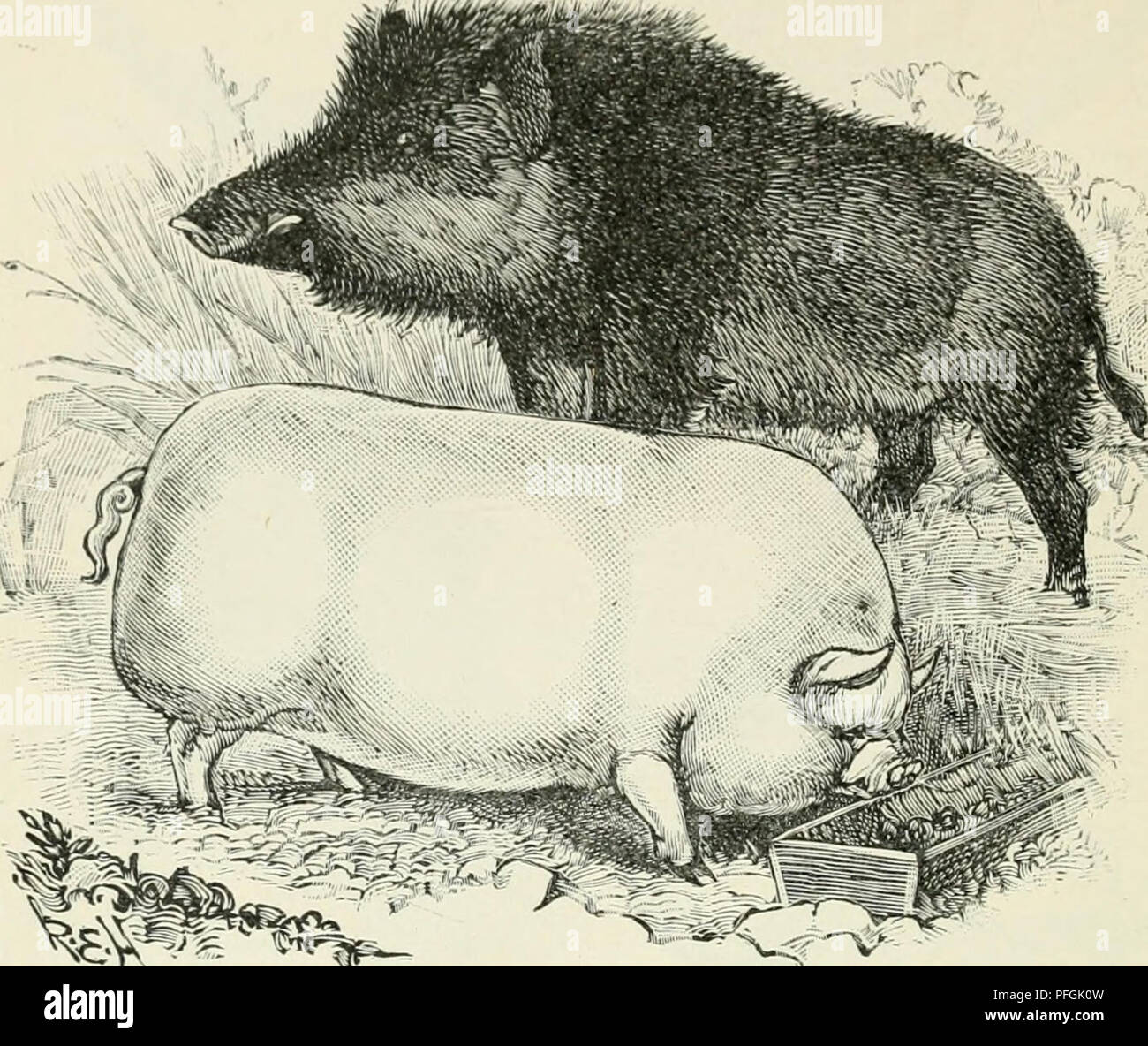 Pig Evolution