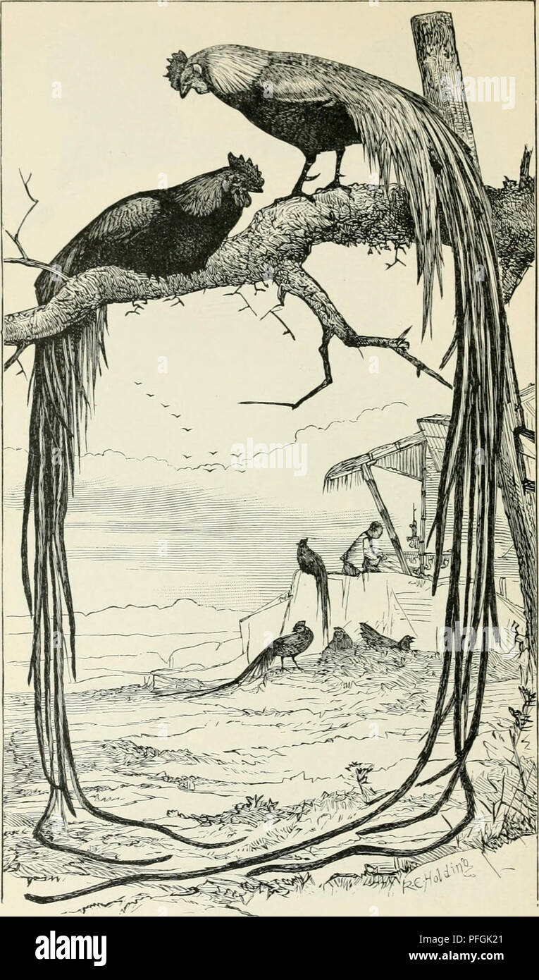 Darwinian museum hi-res stock photography and images - Alamy