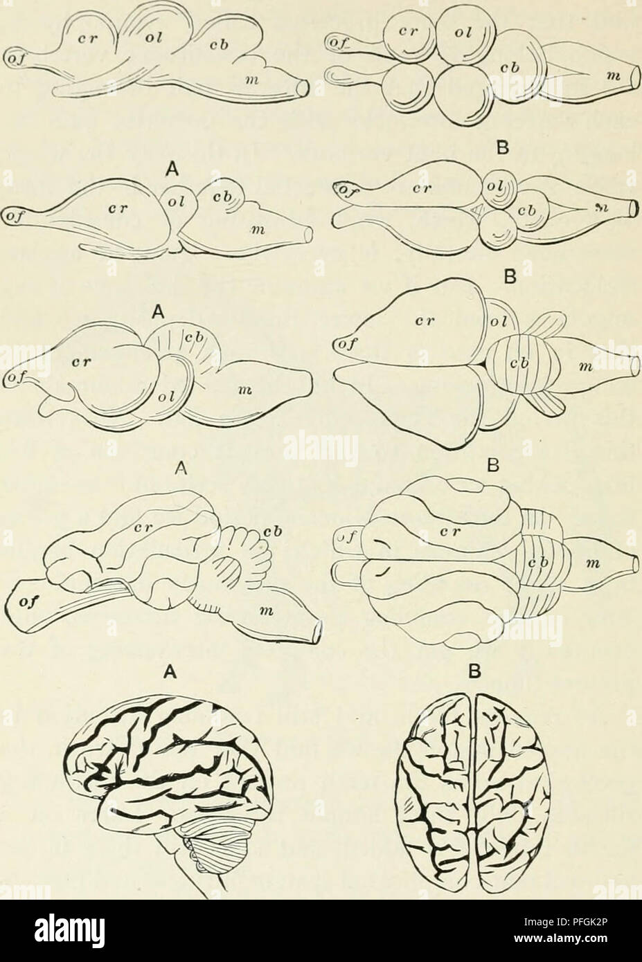 Evolution man fish hi-res stock photography and images - Alamy