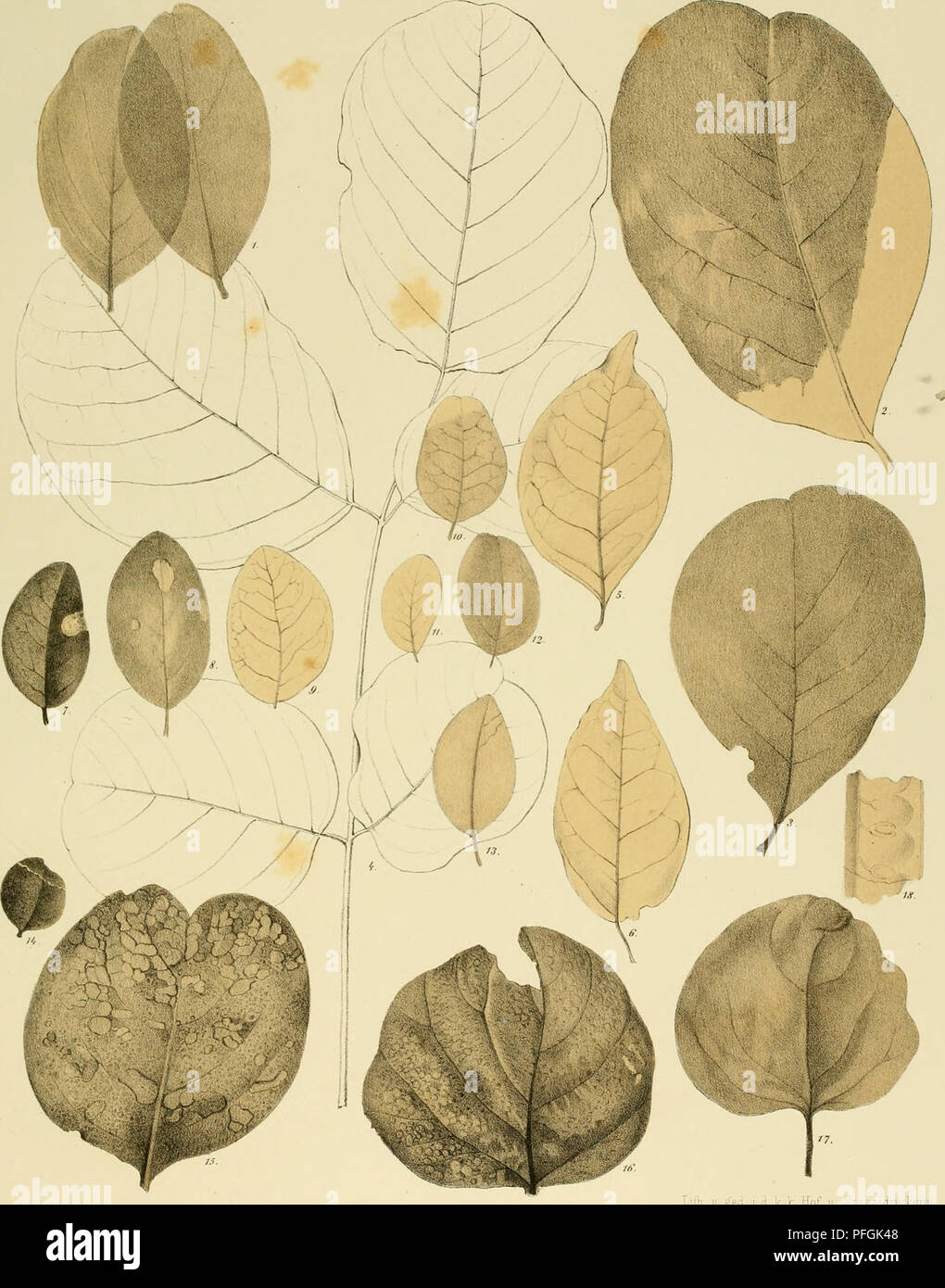 Illiri hi-res stock photography and images - Alamy