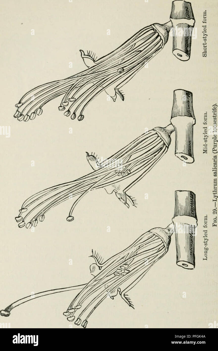 Alfred Russel Wallace's work explores the theory of natural selection ...