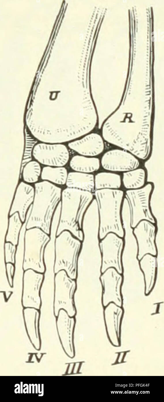 This work explores Charles Darwin’s theory of evolution, followed by ...