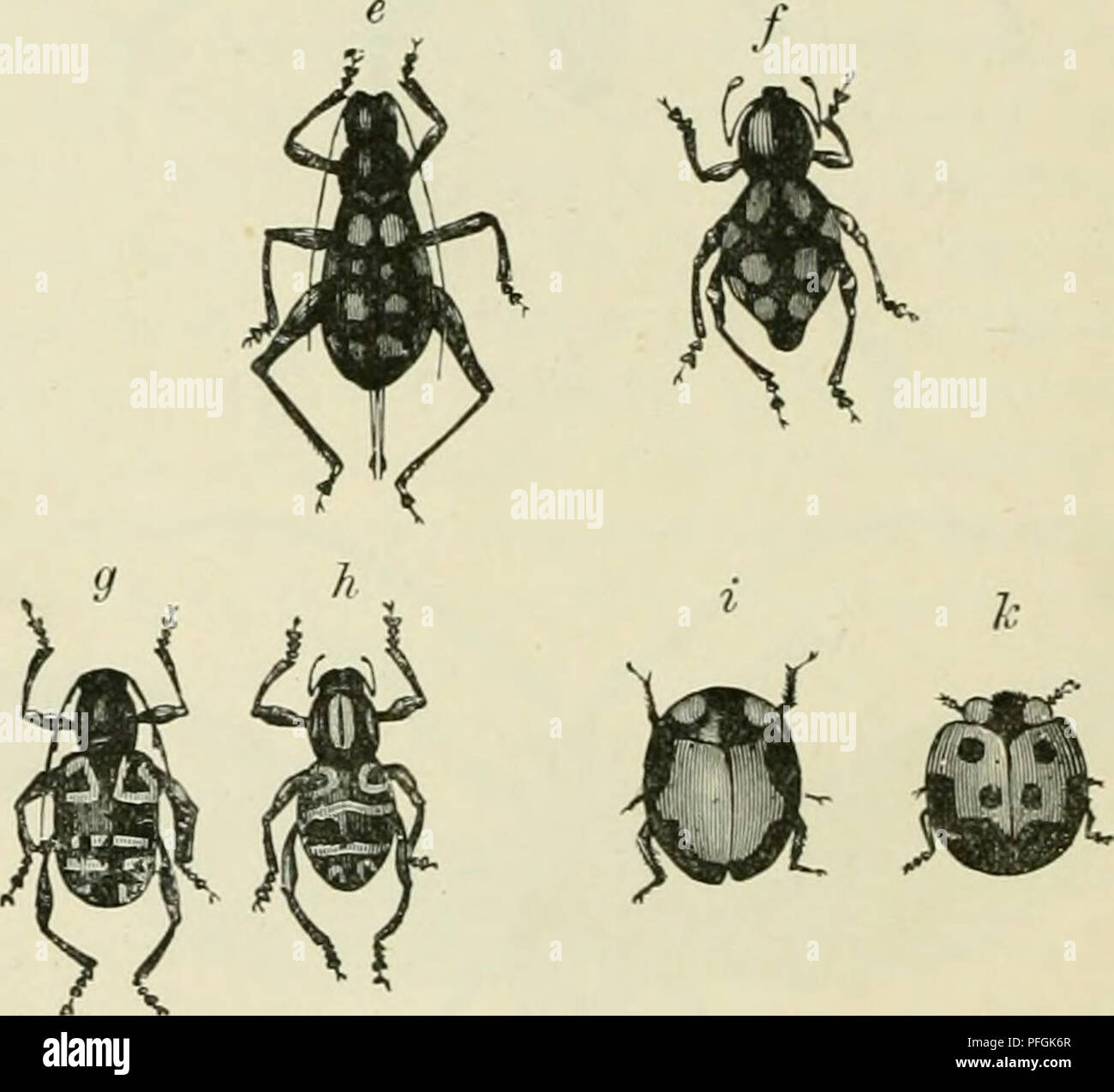 This book explains Charles Darwin's theory of natural selection and its ...