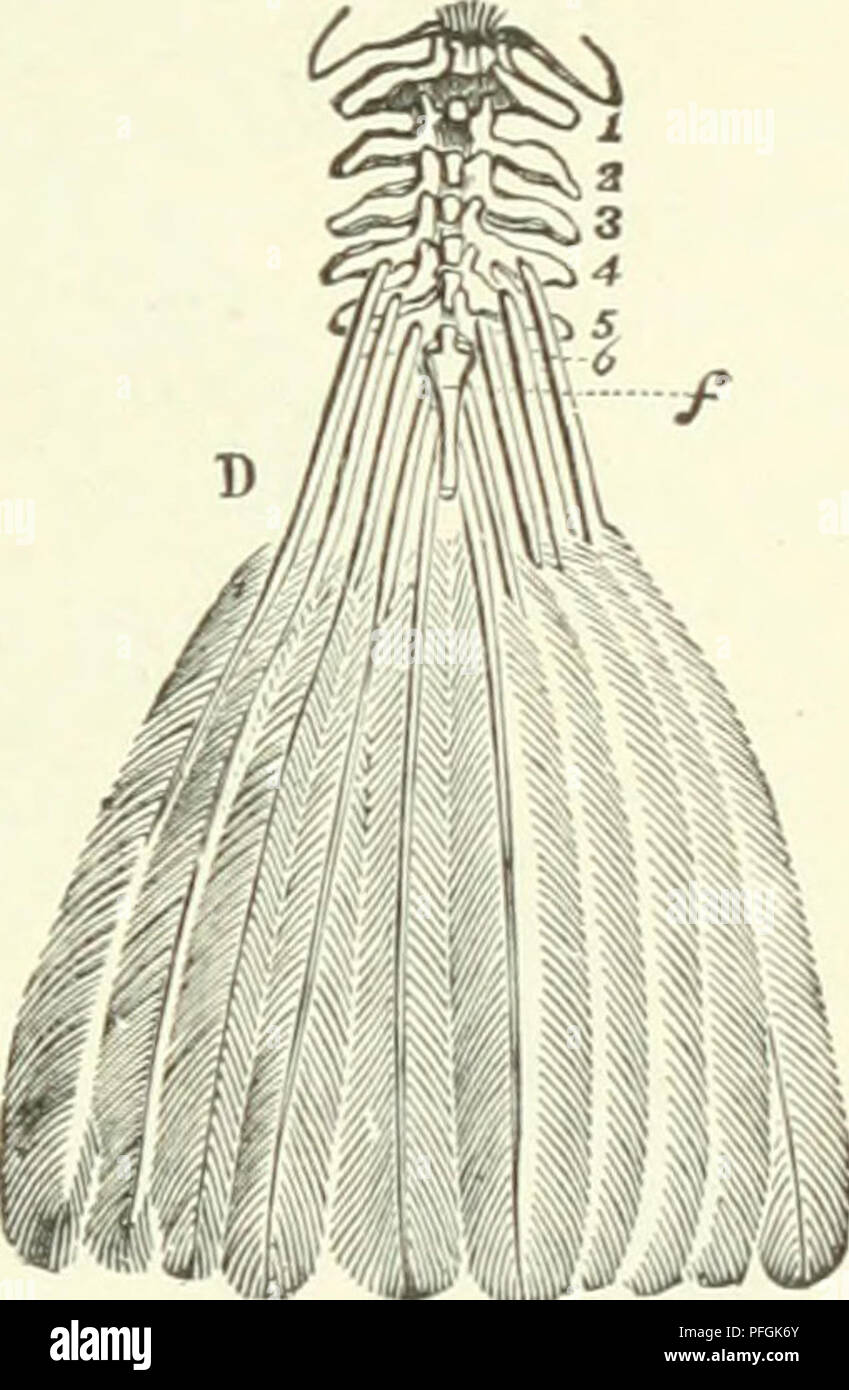 Vertebral column fish hi-res stock photography and images - Alamy