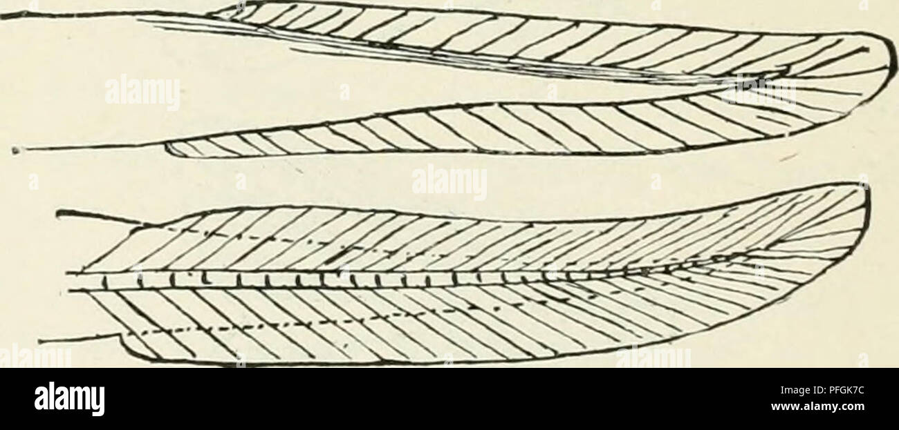 Diphycercal tail hi-res stock photography and images - Alamy