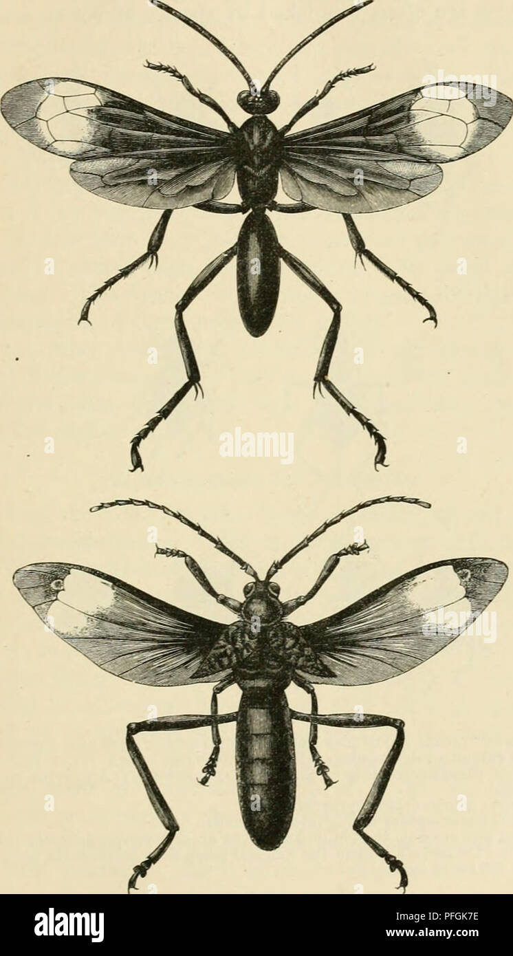 Tricondyla hi-res stock photography and images - Alamy