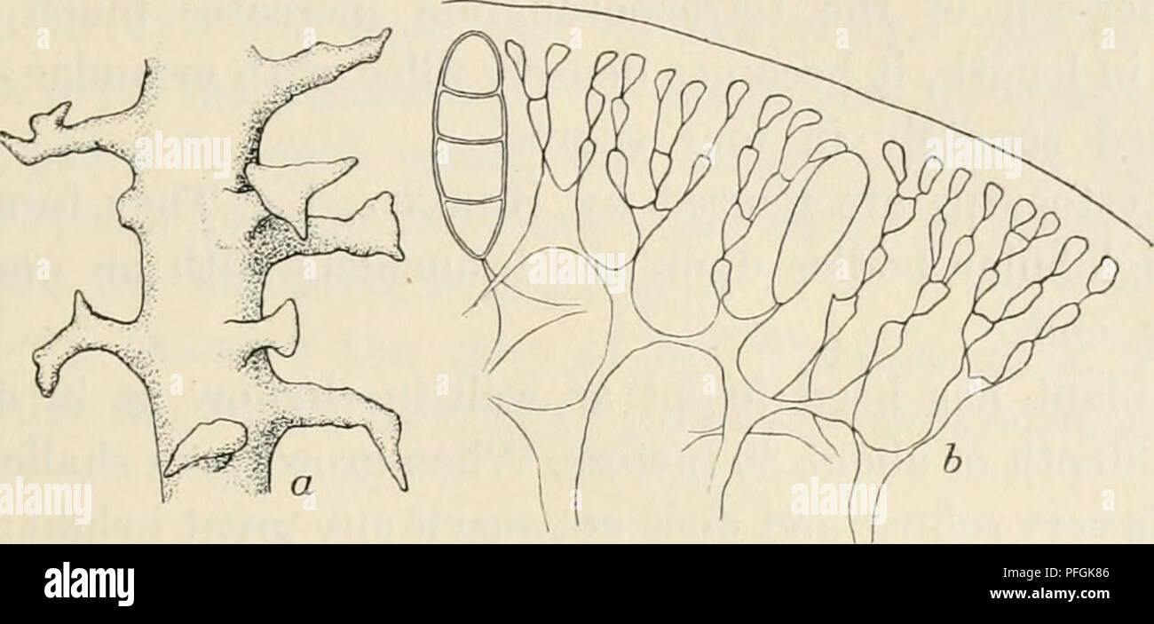Illustration shows transverse section hi-res stock photography and ...