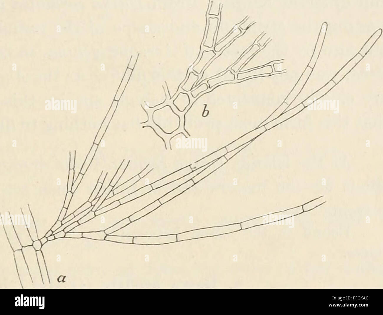 Ramuli hi-res stock photography and images - Alamy