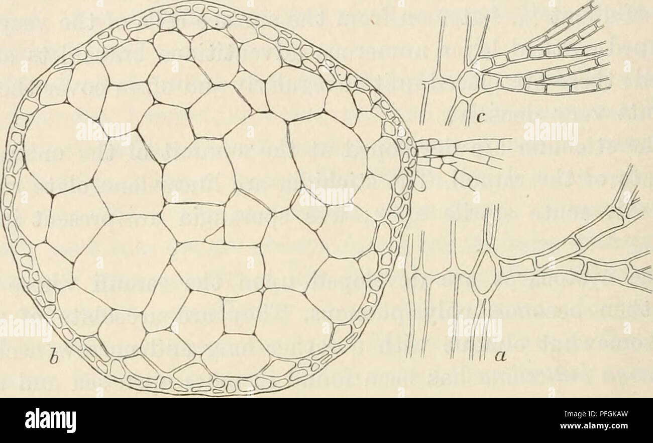 Ramuli hi-res stock photography and images - Alamy