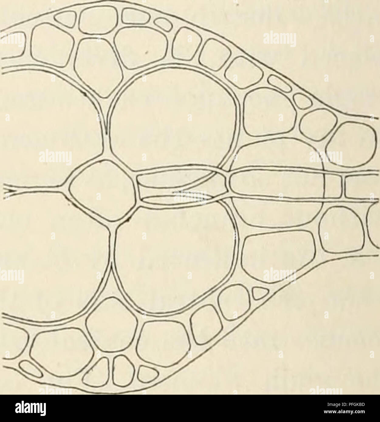 Ramuli hi-res stock photography and images - Alamy