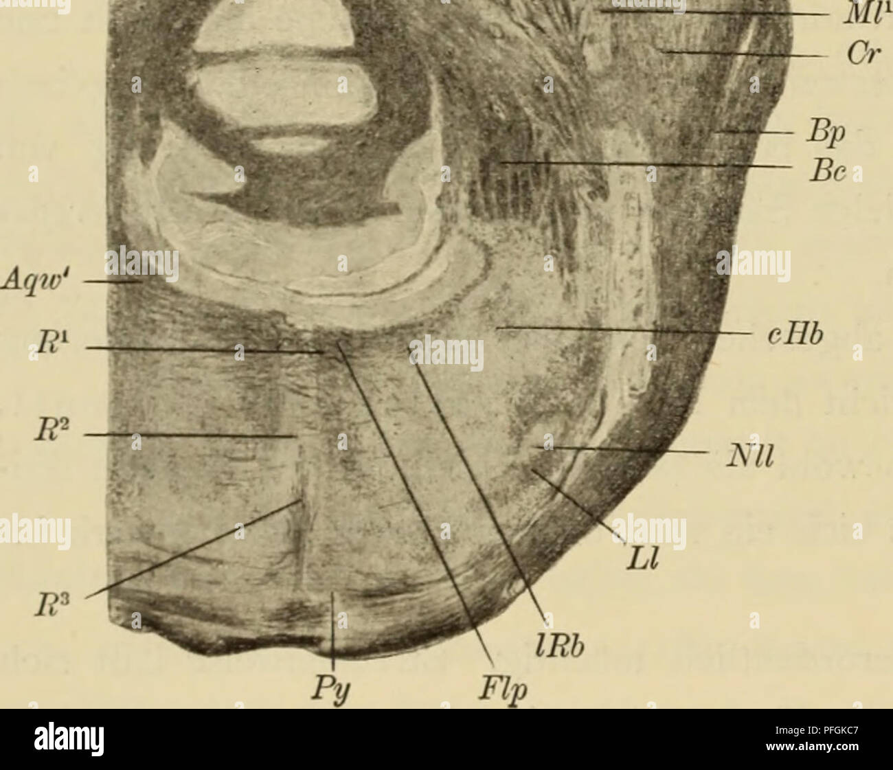 Querschnitt durch die brucke 1 hi-res stock photography and images - Alamy