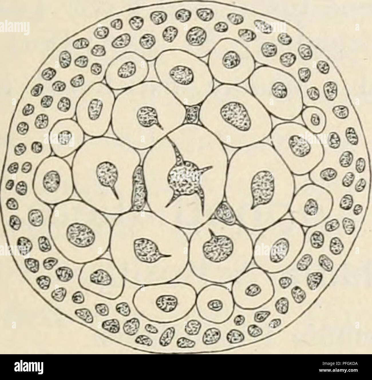 This botanical work by F. Børgesen focuses on Rhodophyceae (red algae ...