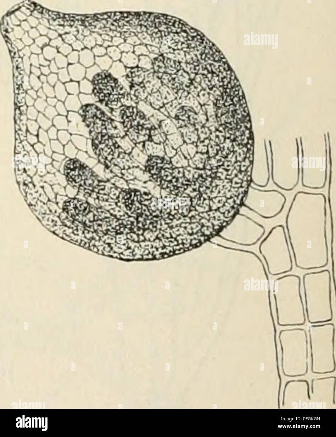 This image from *Dansk botanisk arkiv* illustrates the structure and ...