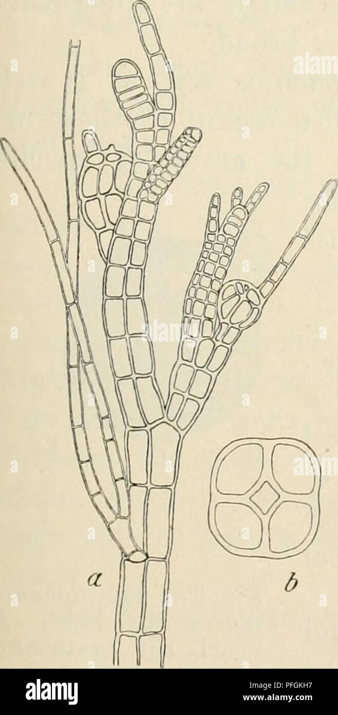 This work by F. Børgesen details the Rhodophyceae of the Danish West ...