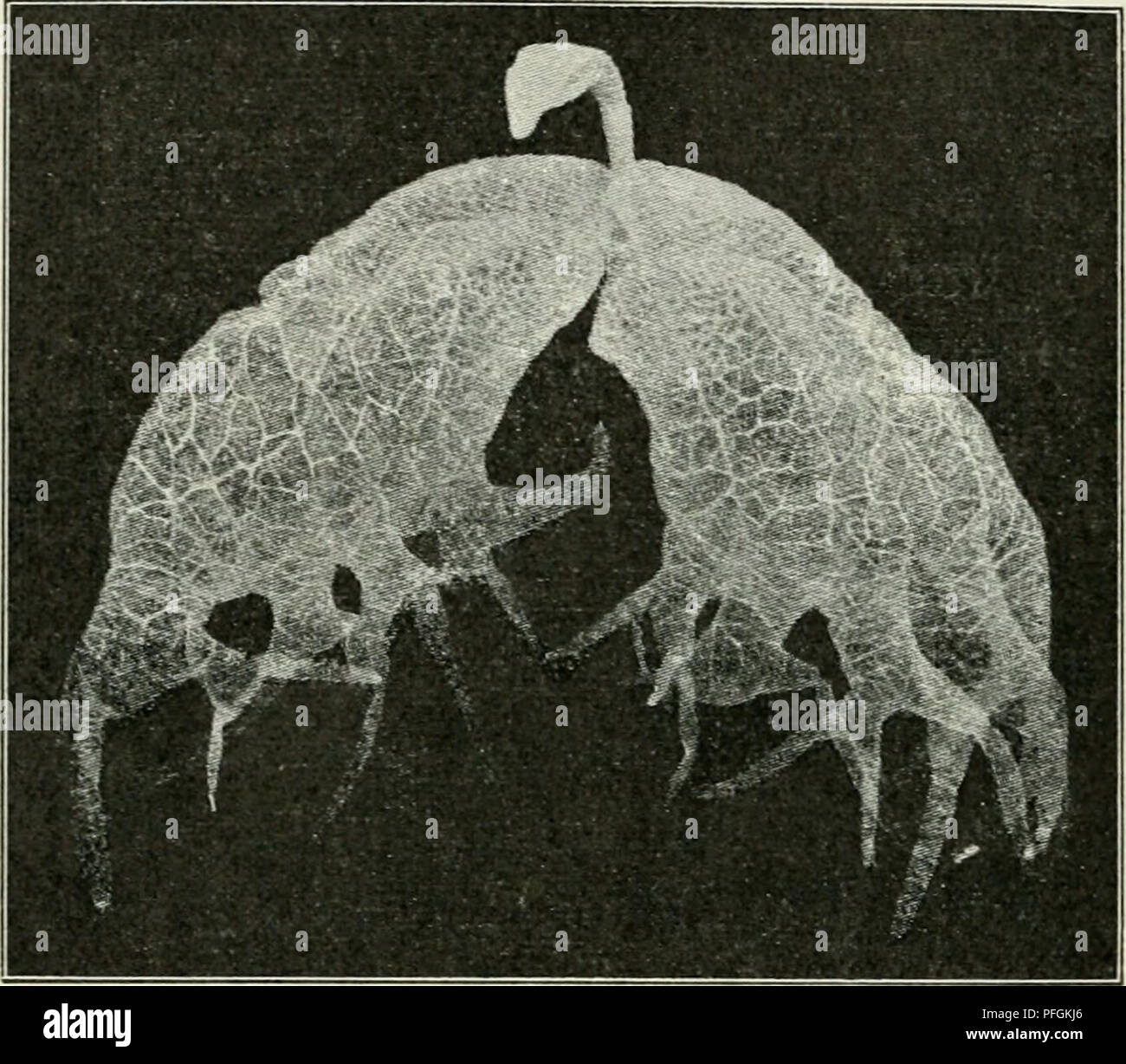 A Danish ornithological journal discussing avian respiratory ...