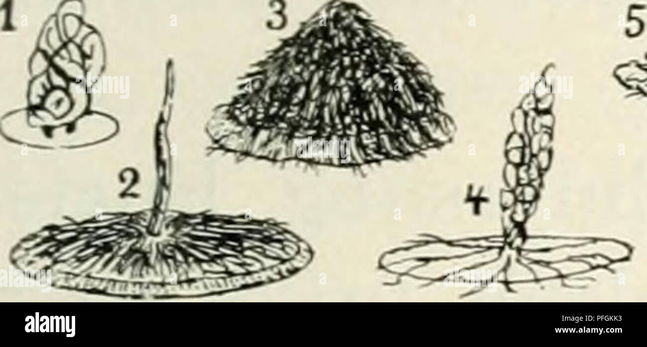 This publication discusses various anatomical features of birds and ...