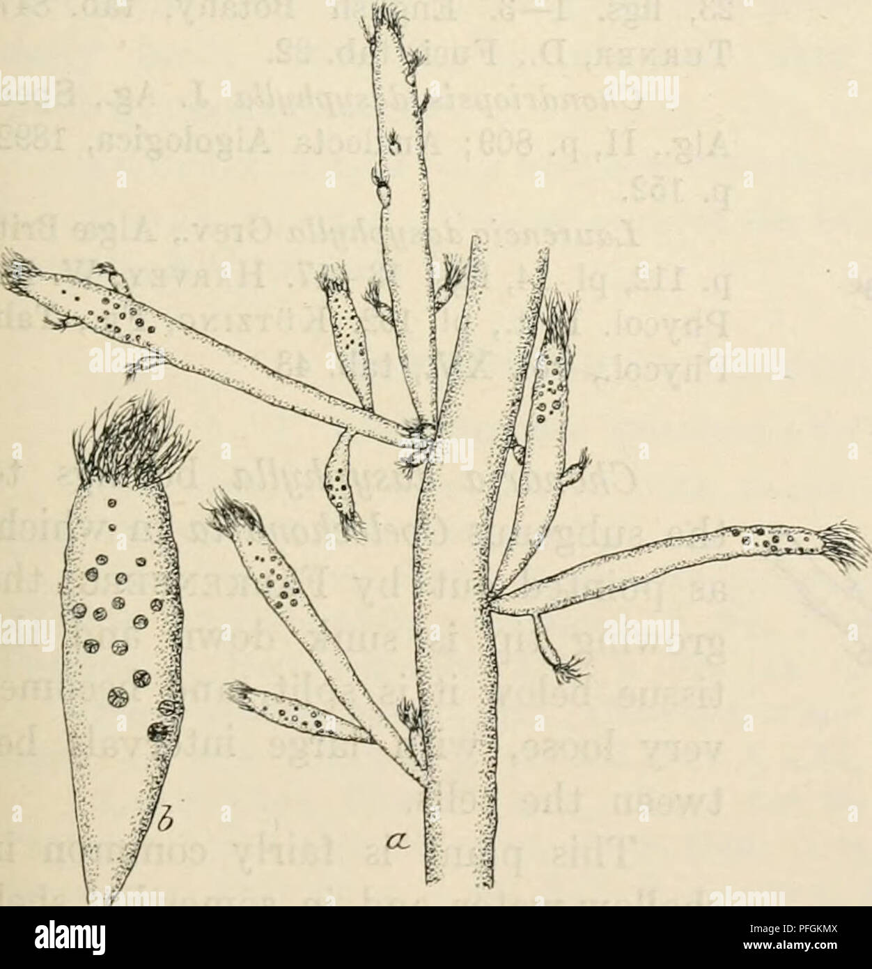 Ramuli hi-res stock photography and images - Alamy