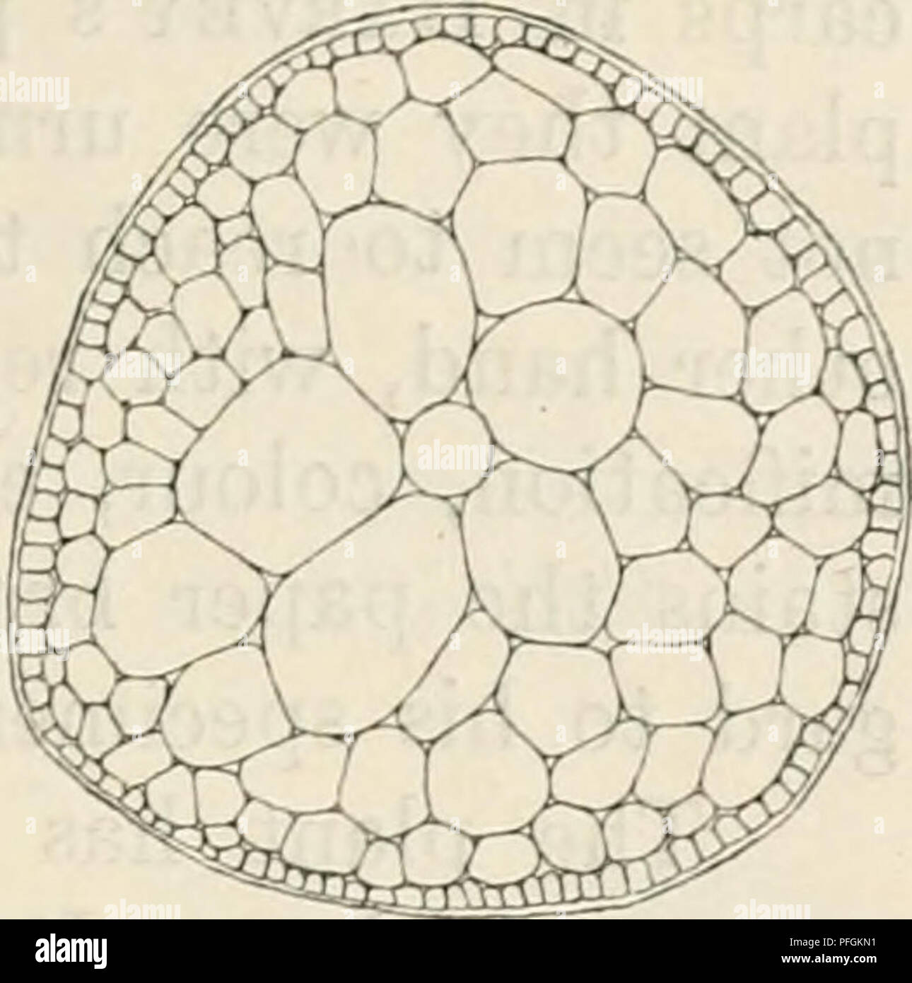 . Dansk botanisk arkiv. Plants; Plants -- Denmark. F. Borgesen ...