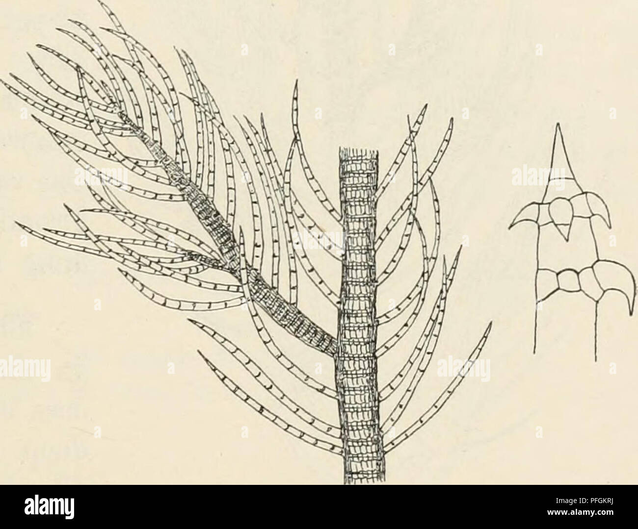 Different forms of algae hi-res stock photography and images - Alamy