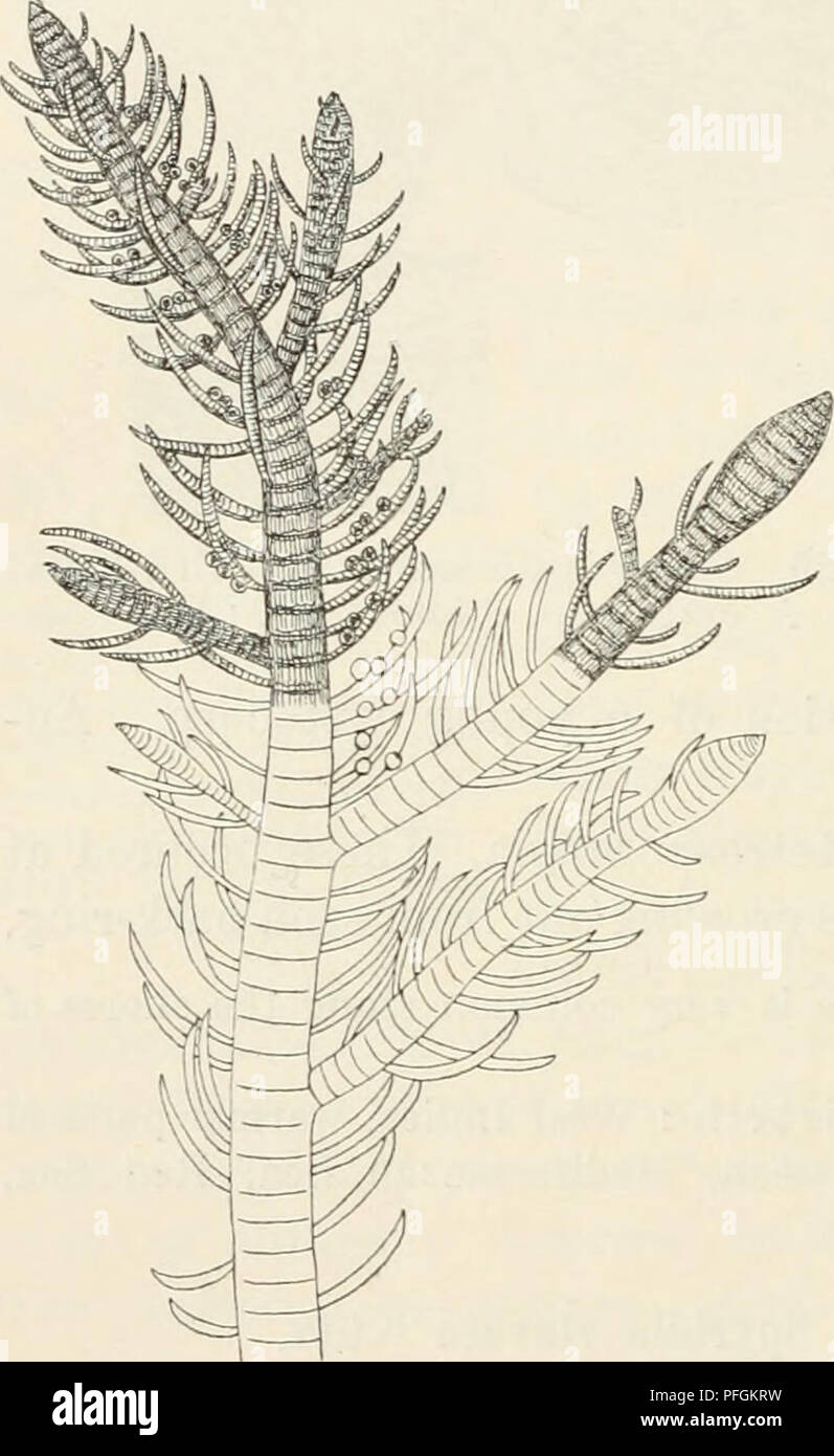 This botanical archive from Denmark features detailed descriptions of ...