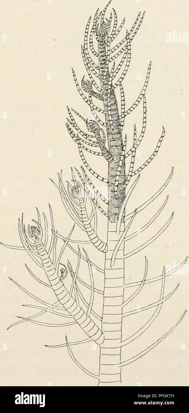 This botanical archive details the flora of Denmark, with particular ...