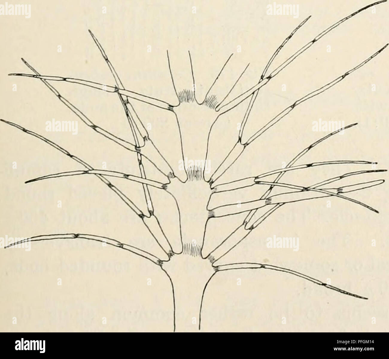 This Danish botanical archive includes detailed studies of plant ...