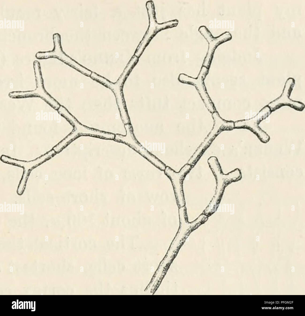 Dichotomous branches hi-res stock photography and images - Alamy