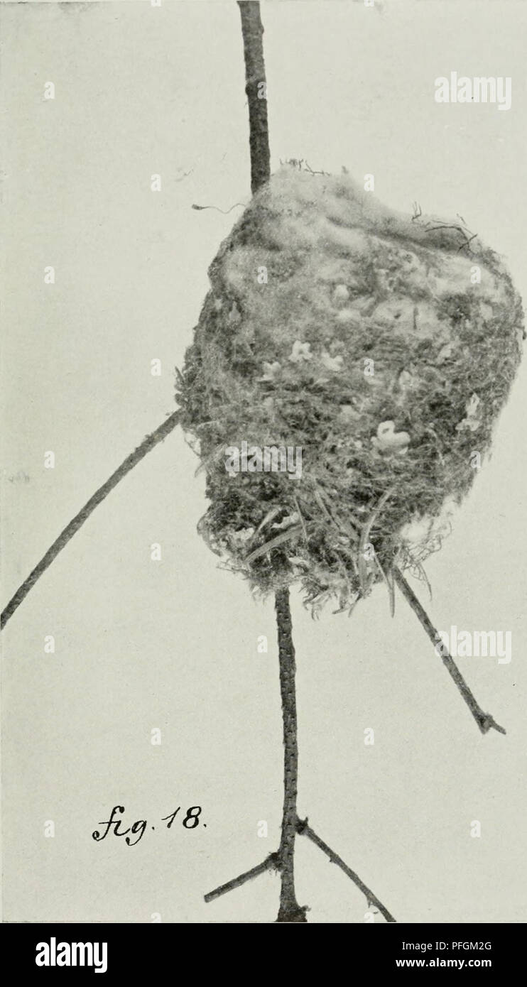 This image comes from a Danish ornithological journal detailing bird ...