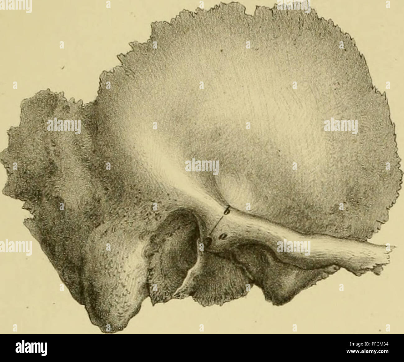 Luschka hi-res stock photography and images - Alamy