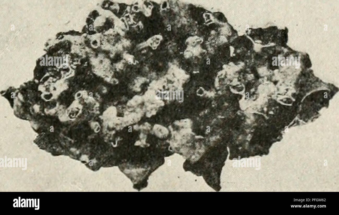 Lithothamnium hi-res stock photography and images - Alamy