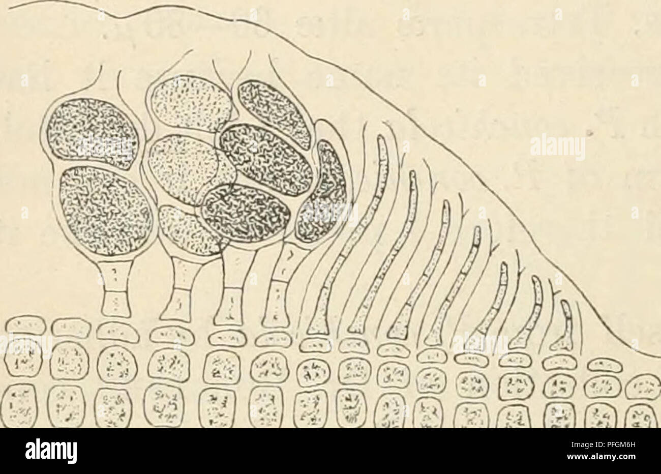 An illustration from the *Dansk Botanisk Arkiv*, showing detailed plant ...