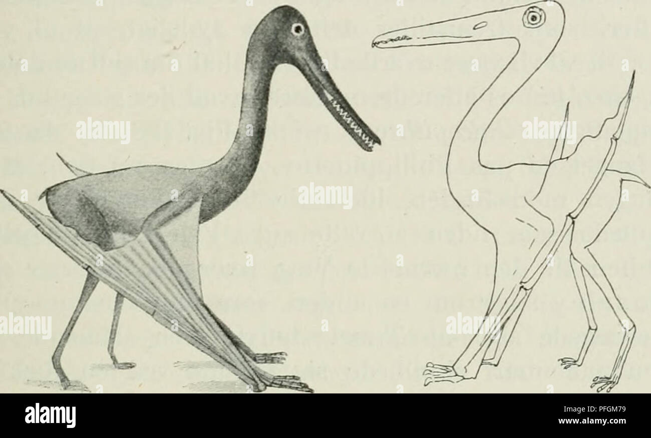This Danish ornithological journal covers a variety of bird species in ...