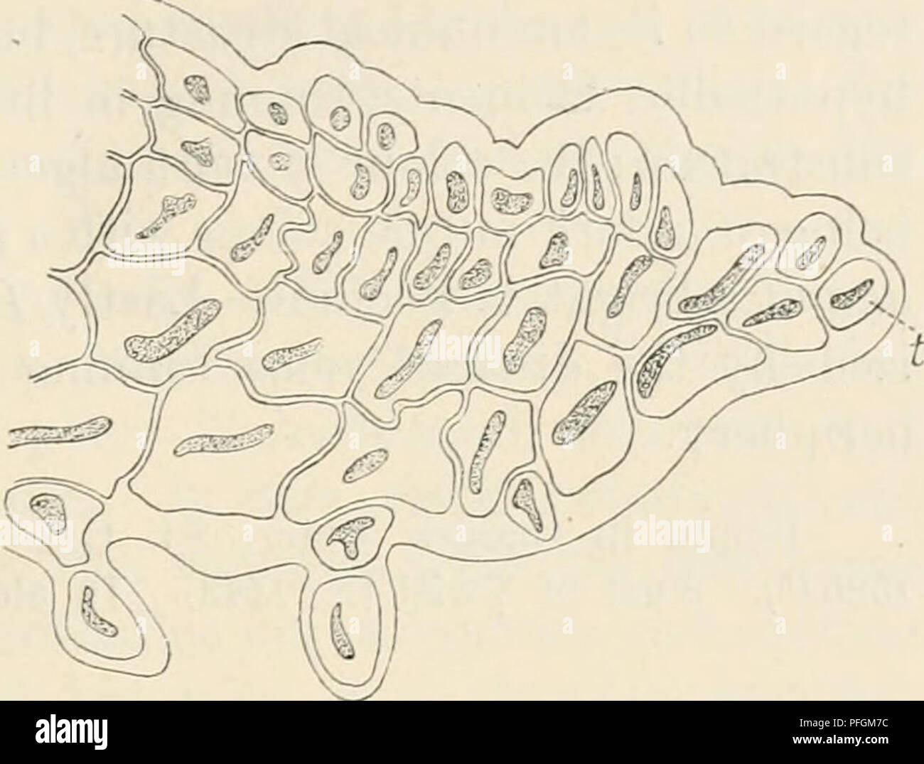 This volume of the *Dansk Botanisk Arkiv* presents a detailed study of ...