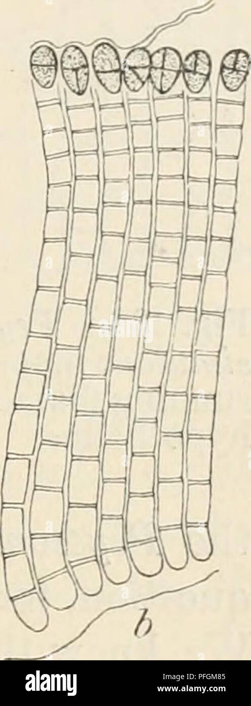 . Dansk botanisk arkiv. Plants; Plants -- Denmark. F. Borgesen ...