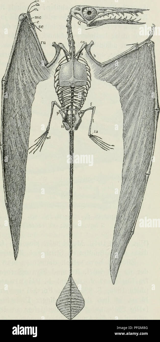 This Skeletal Reconstruction From The Dansk Ornithologisk Forenings