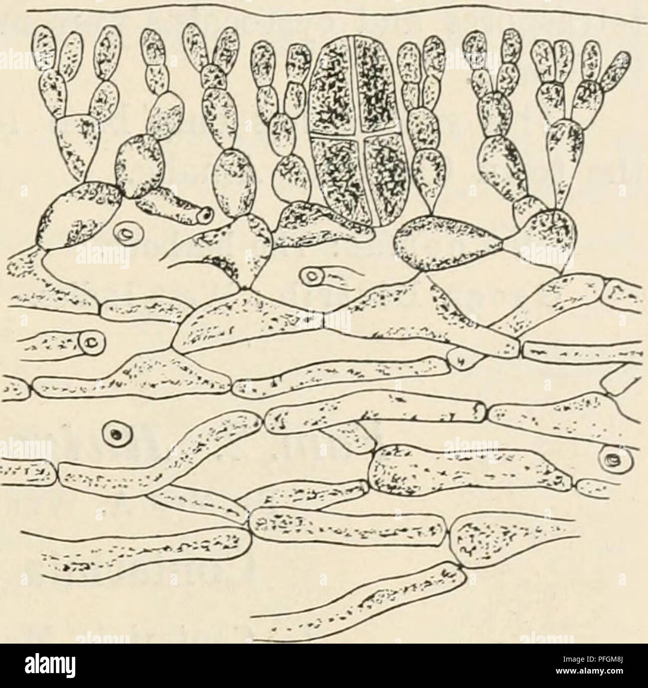 This work includes studies on the Rhodophyceae algae found in the ...