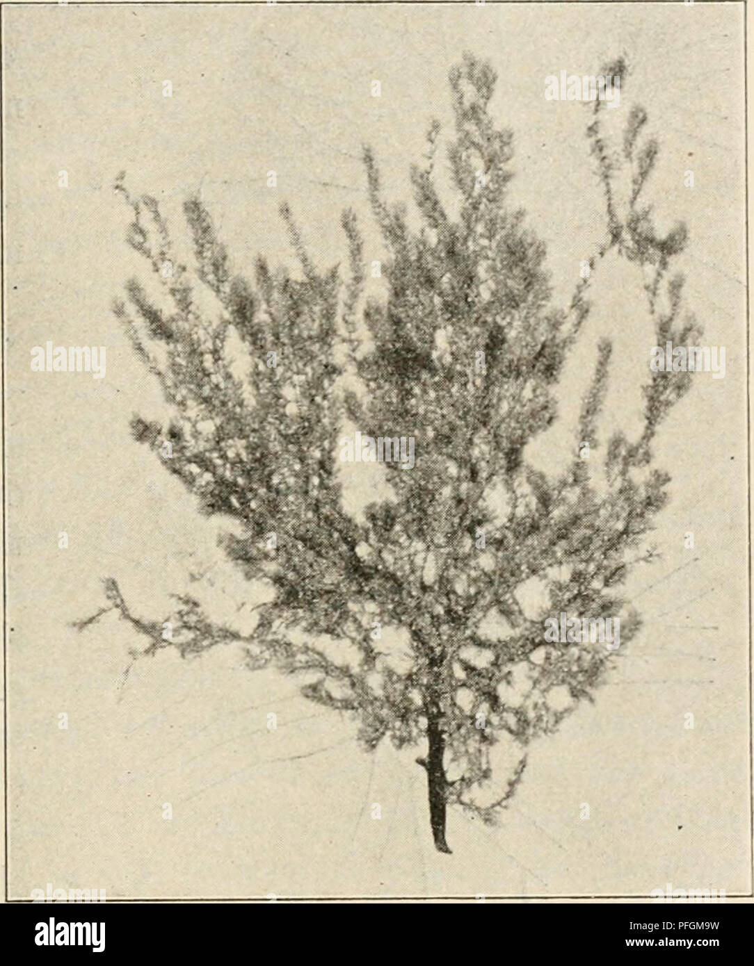 This botanical study from 'Dansk Botanisk Arkiv' focuses on ...