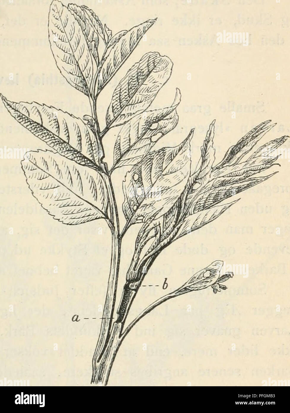 This text describes the life cycle of Tinea curtisella larvae ...