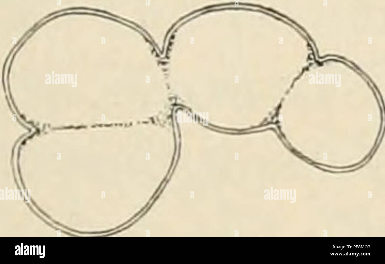 Pyrenoids hi-res stock photography and images - Alamy