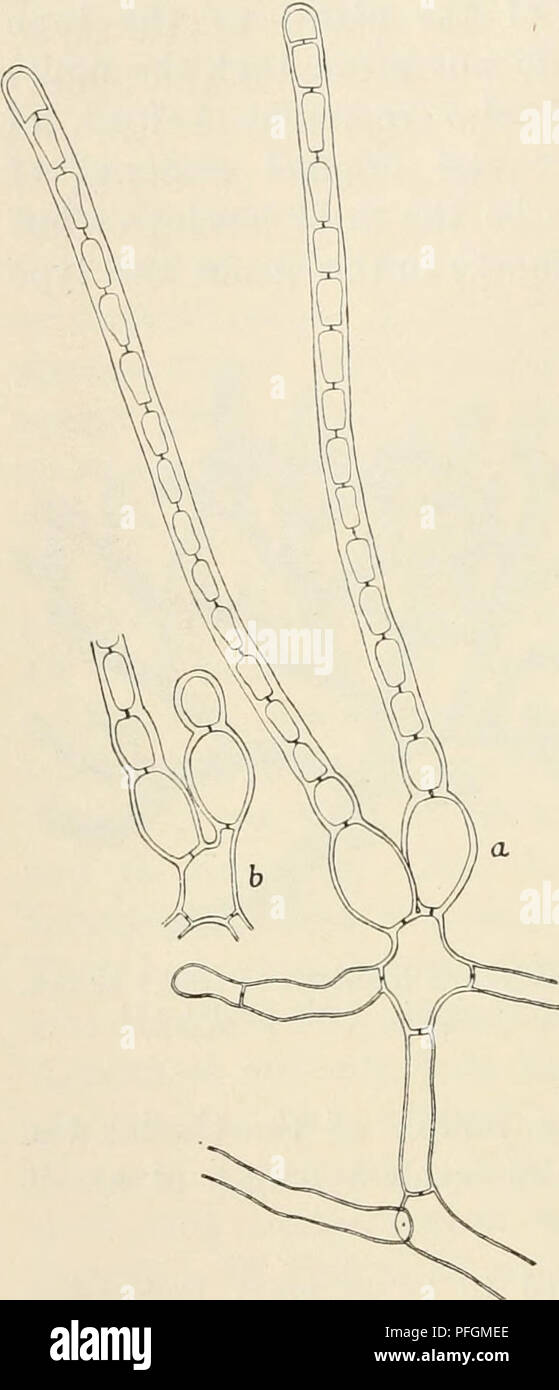 This botanical archive focuses on plants native to Denmark, with ...