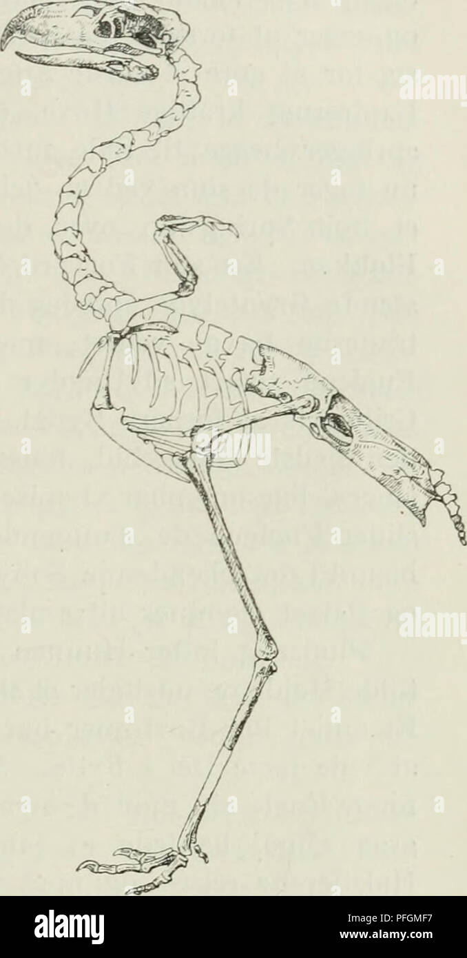 Brontornis High Resolution Stock Photography and Images - Alamy