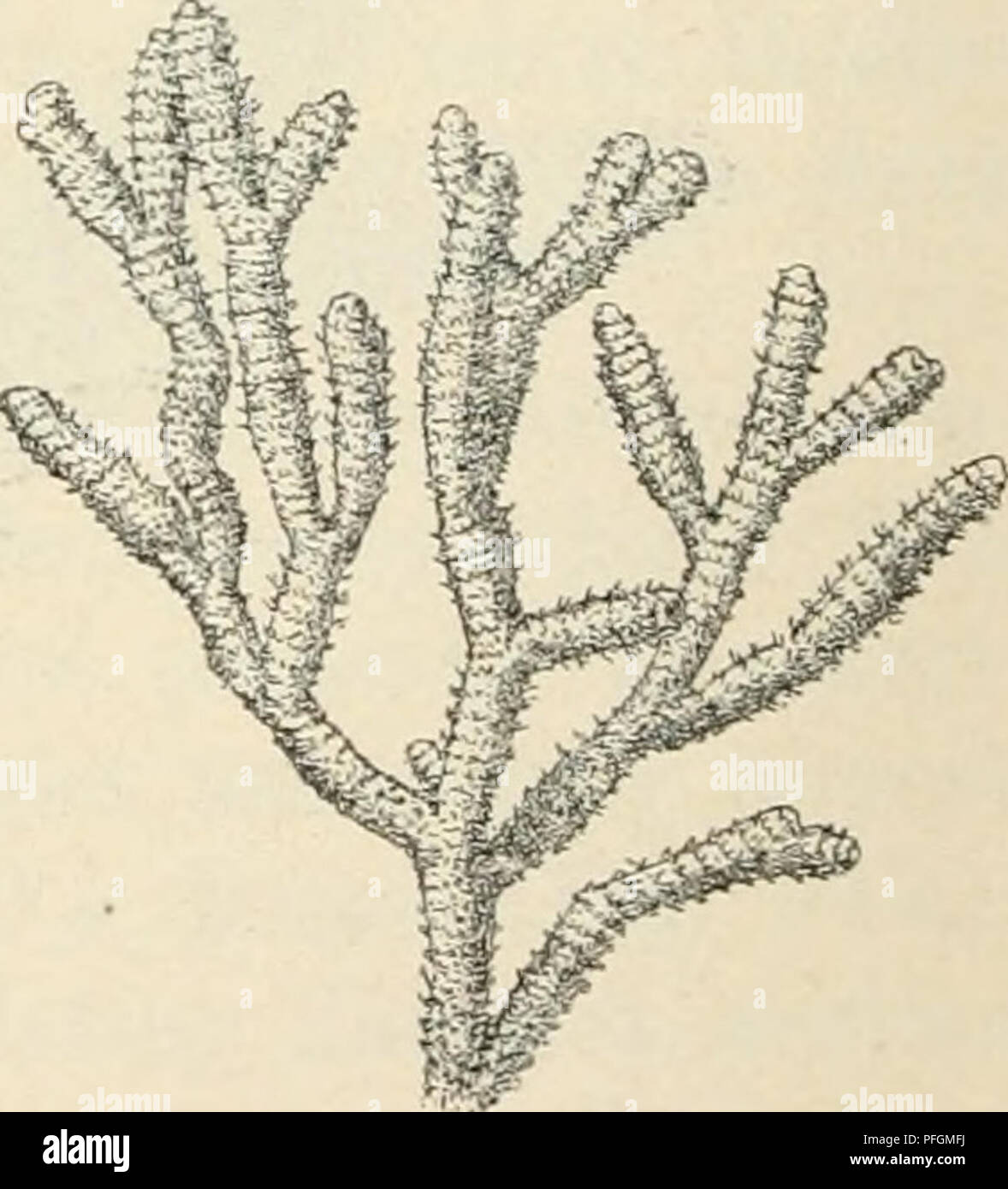 This botanical archive details the species Galaxaura subverticillata, a ...